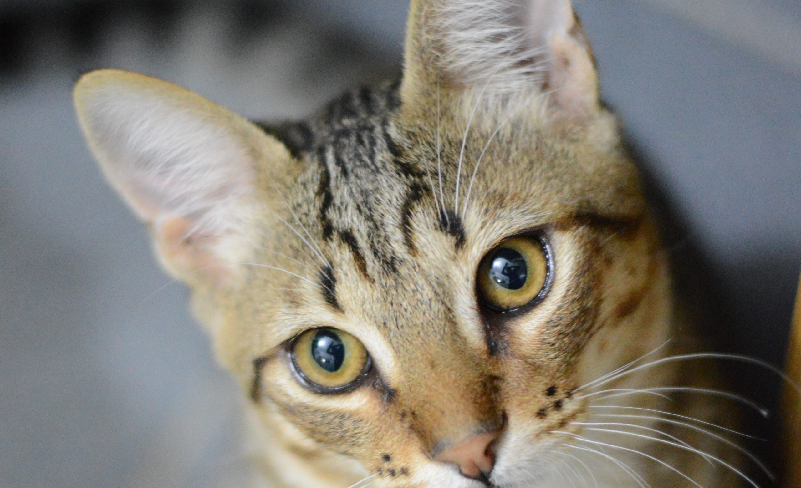 Reviews - Natural Cat Health Reviews